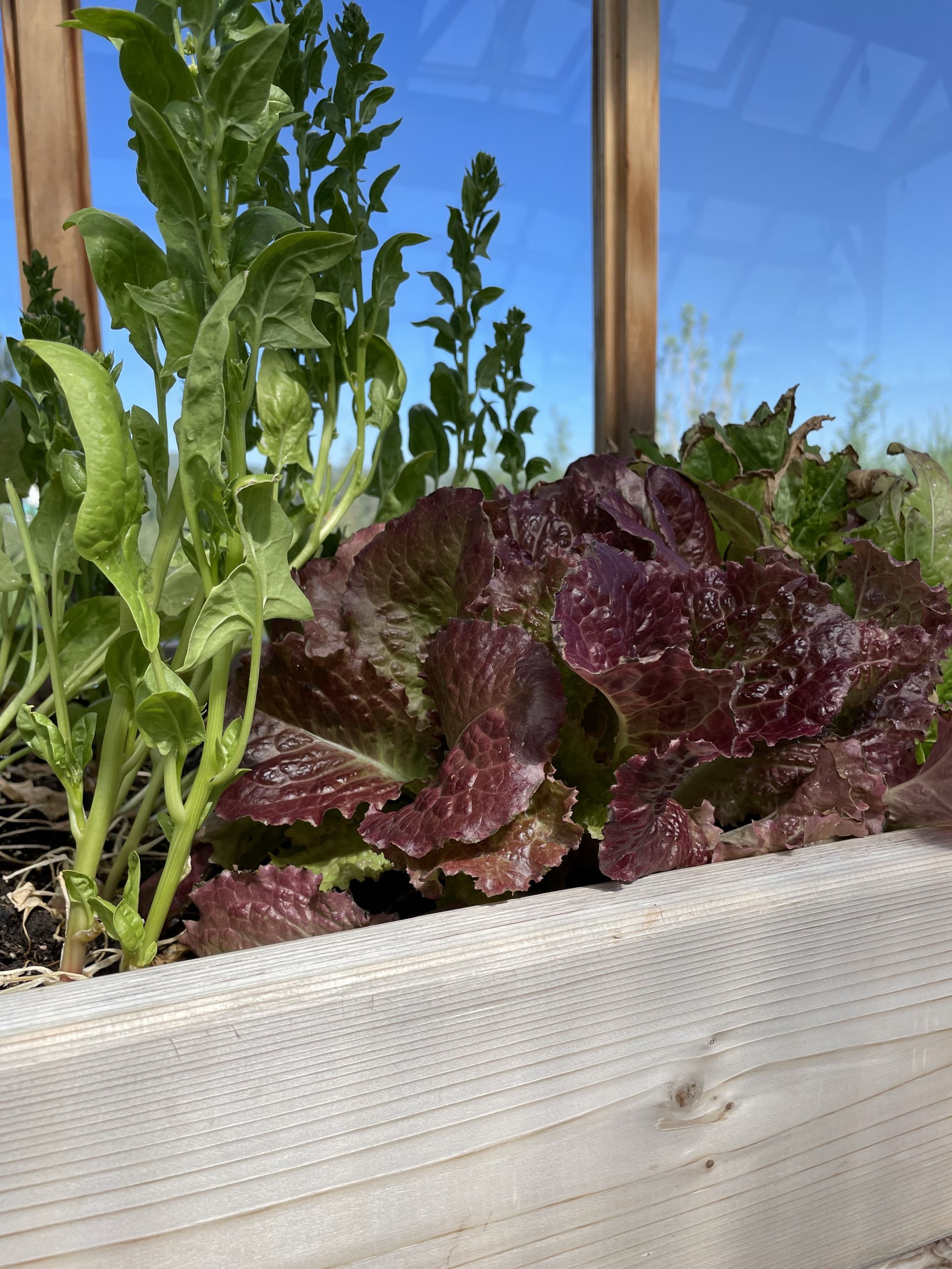 Montana Farmers Union | What are COOPS